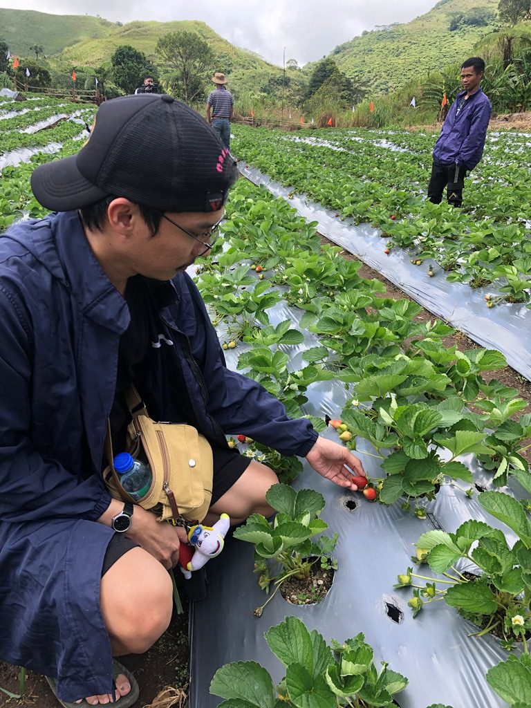 Discover Mindanao's secret plump and pointy strawberries at Don Victoriano, Misamis Occidental ...
