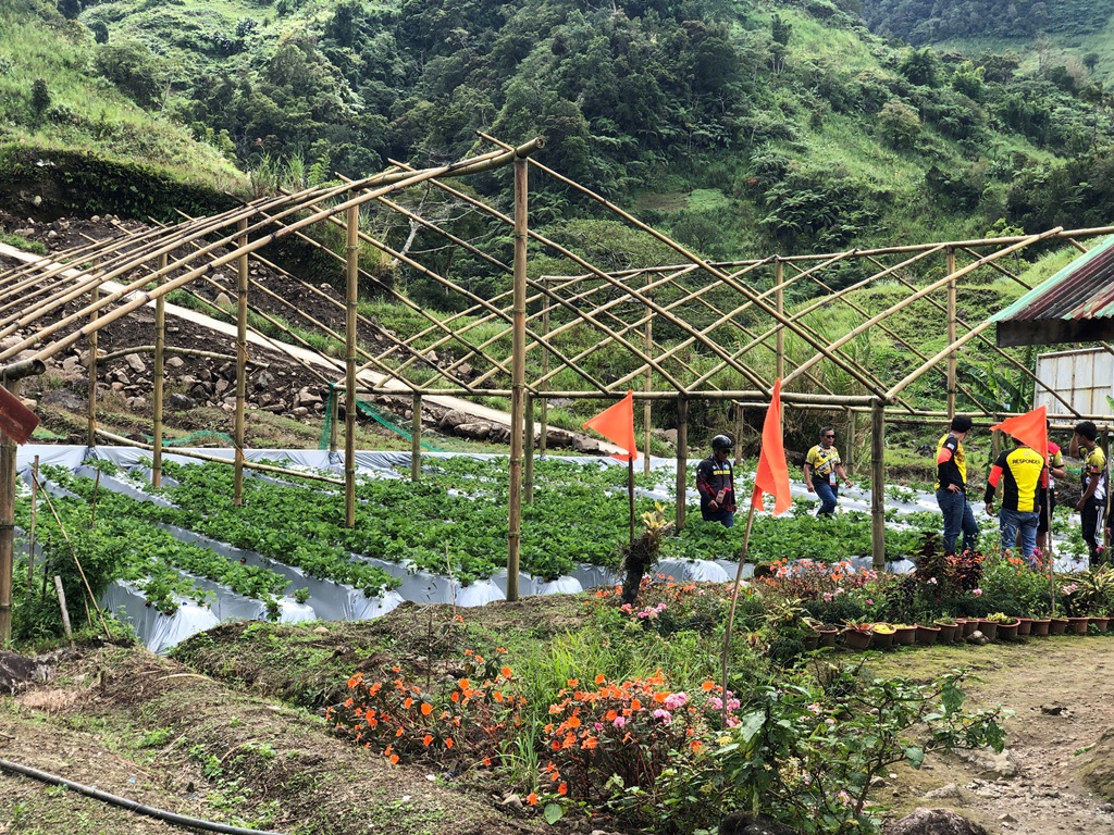 Discover Mindanao’s secret plump and pointy strawberries at Don ...