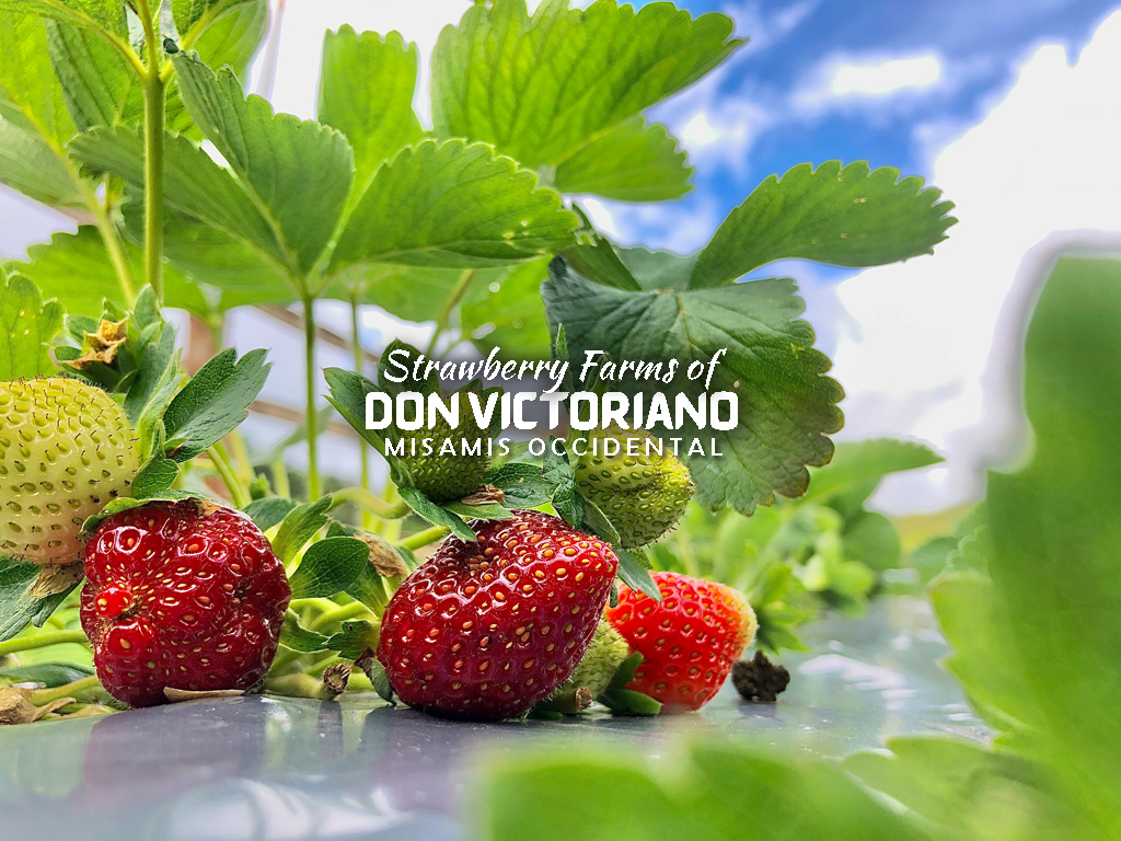 Discover Mindanao’s secret plump and pointy strawberries at Don Victoriano, Misamis Occidental ...
